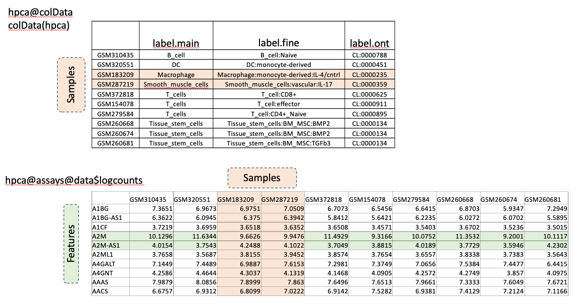 Cell type identification - Bioinformatics Education and Services at Tufts
